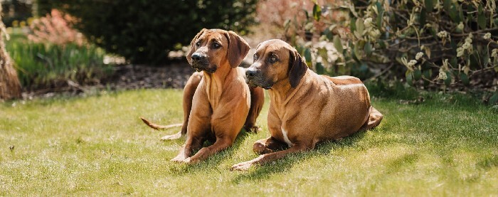 O plemeni :: Ghaniyah